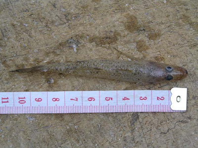 BIOLOGI: DIVERSITAS IKAN DI PULAU JARING HALUS KABUPATEN LANGKAT