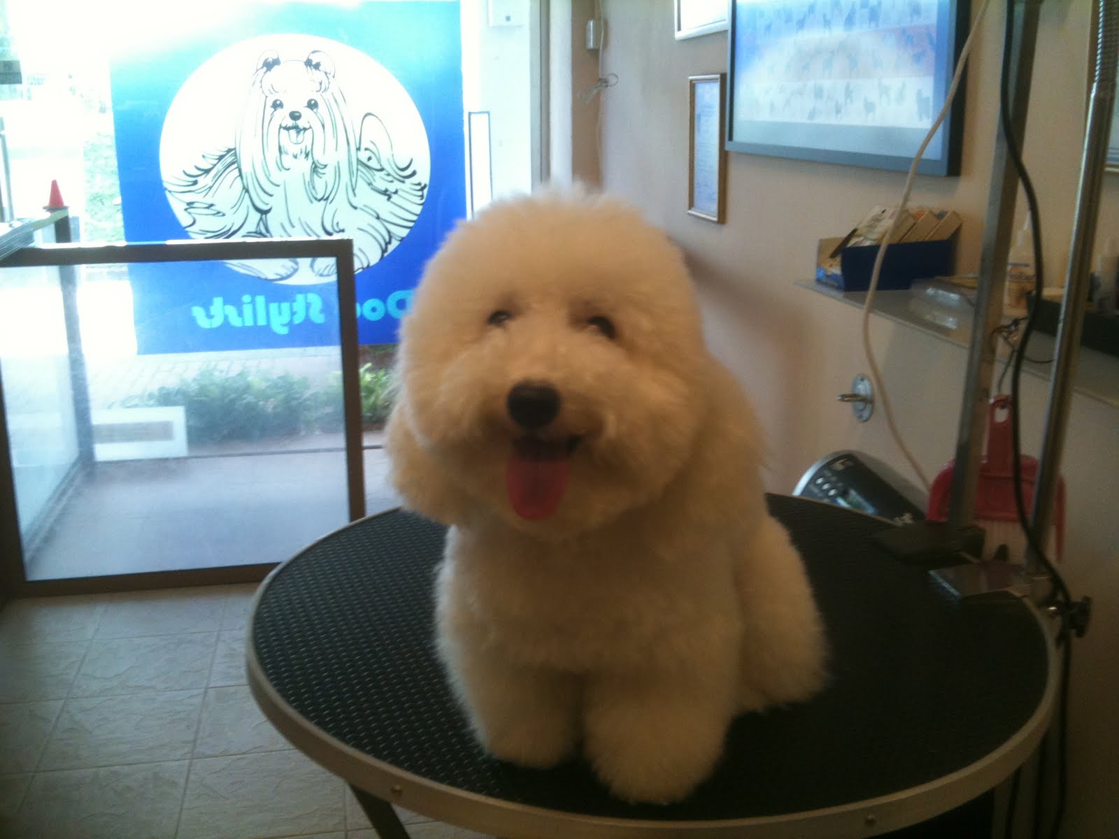 The happy smiling Toy Poodle- Happi Styled by King | Mobile Dog ...