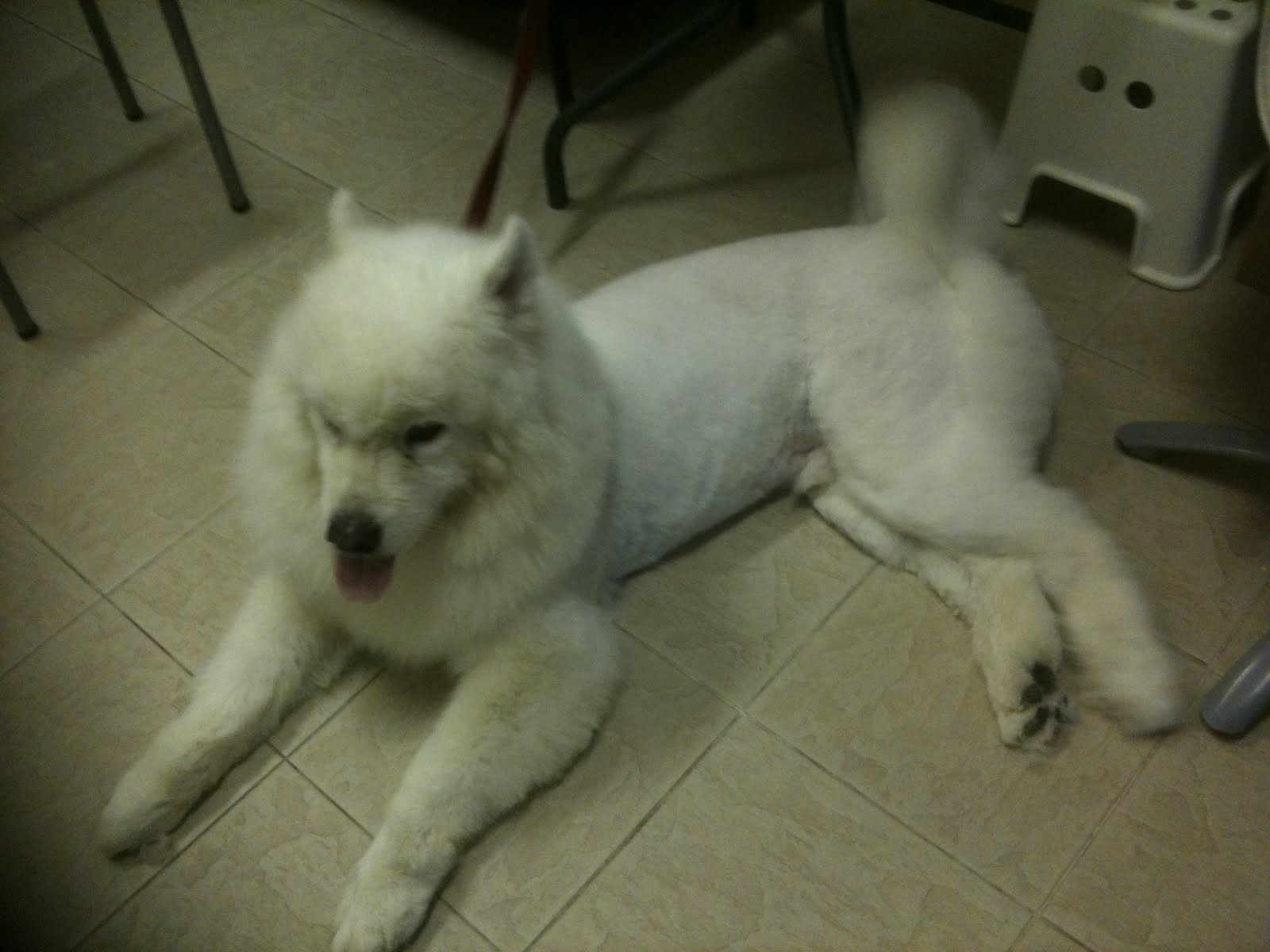 Samoyed- Summer Style - Kenzo, 4 years old - Groomed by King | Mobile ...