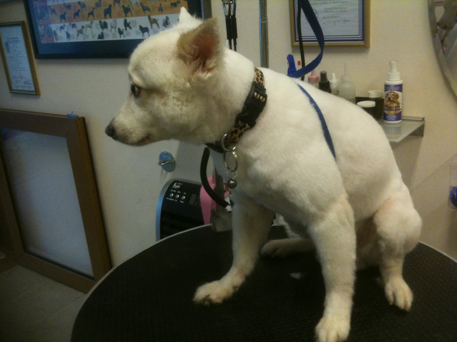 Japanese Spitz- Another happily groomed dog by King | Mobile Dog ...