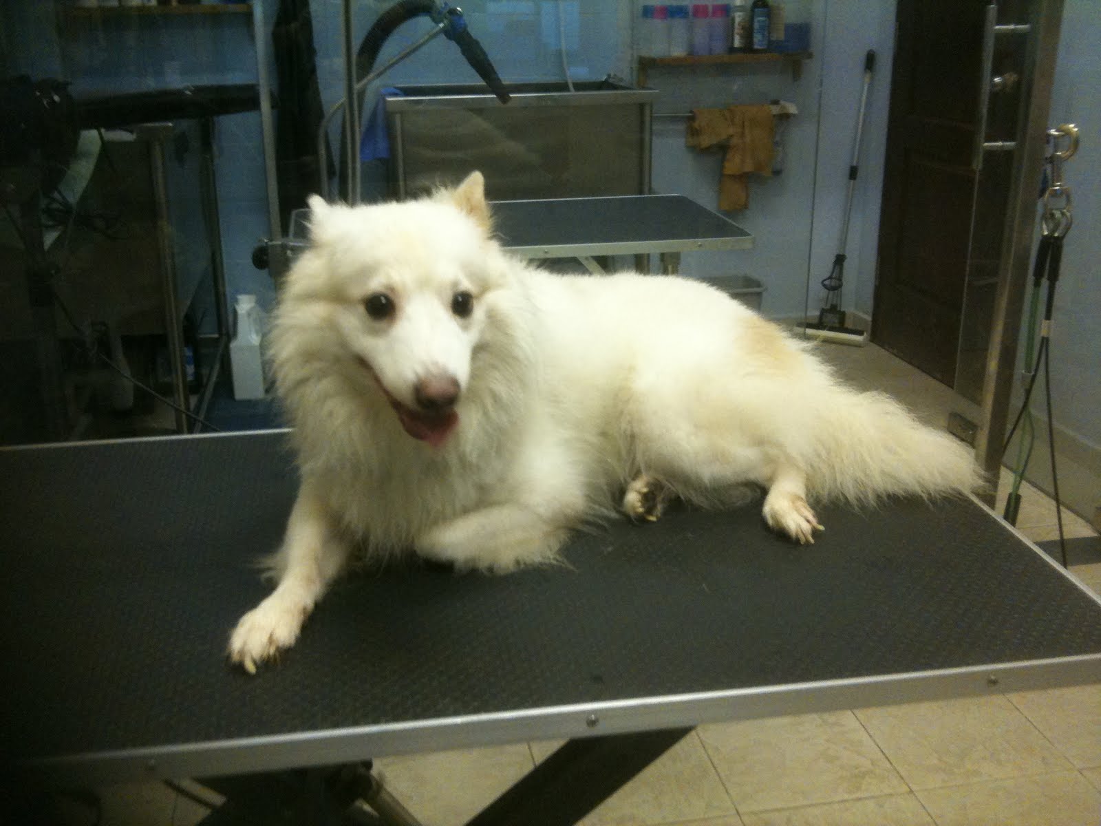 Japanese Spitz- Another happily groomed dog by King | Mobile Dog ...