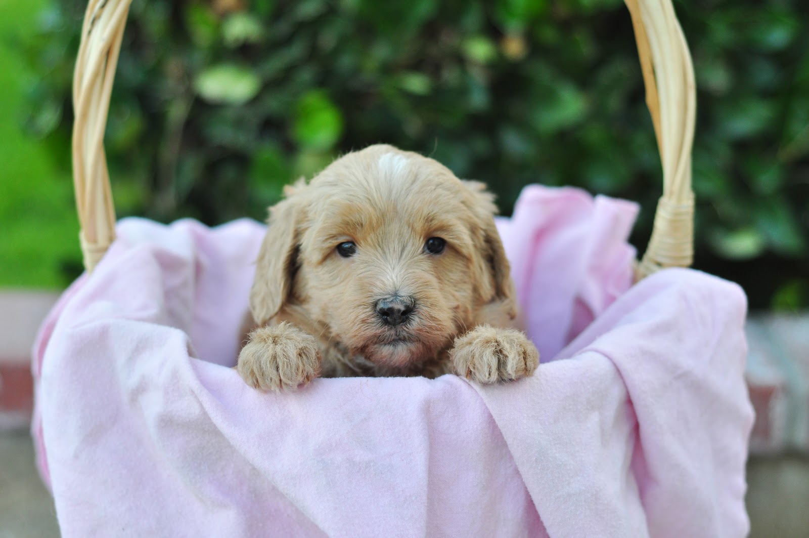Faithful Doodles: F1B Labradoodles 4 1/2 Weeks Old | Southern ...