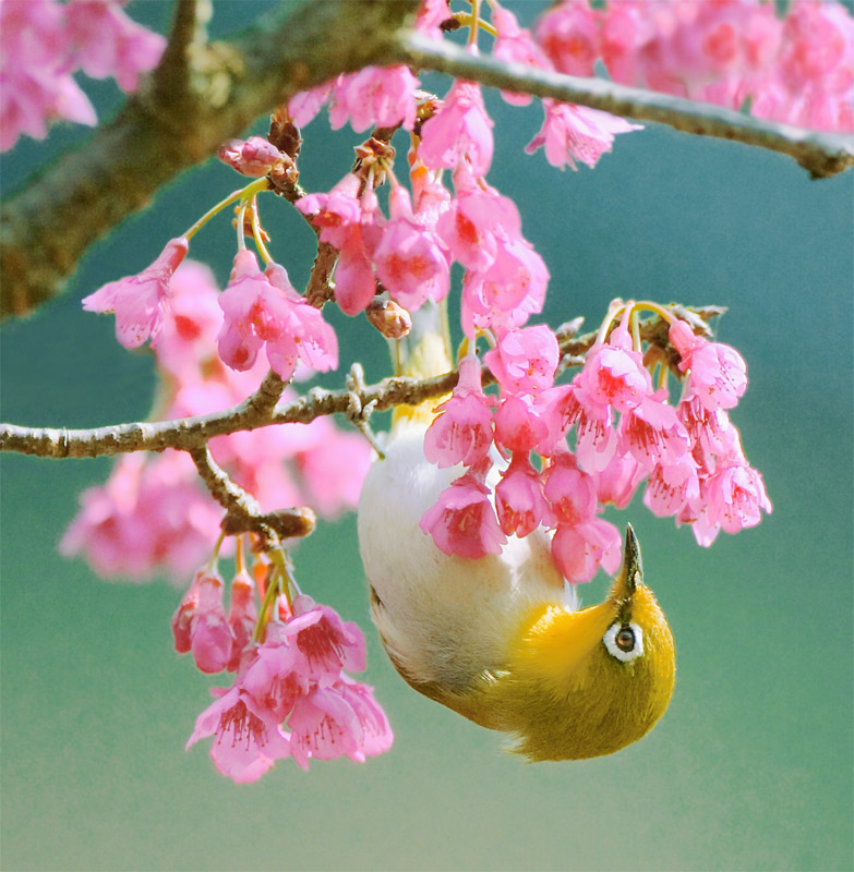 wallpaper 7: Beautiful Birds Pictures