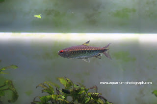 Aquascaping Aquarium Decor Guide: KEEPING AFRICAN CHARACIN FISH