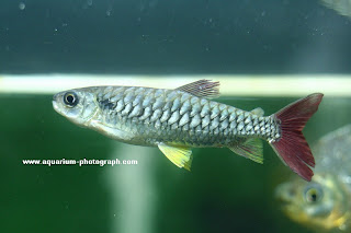 Aquascaping Aquarium Decor Guide: KEEPING AFRICAN CHARACIN FISH