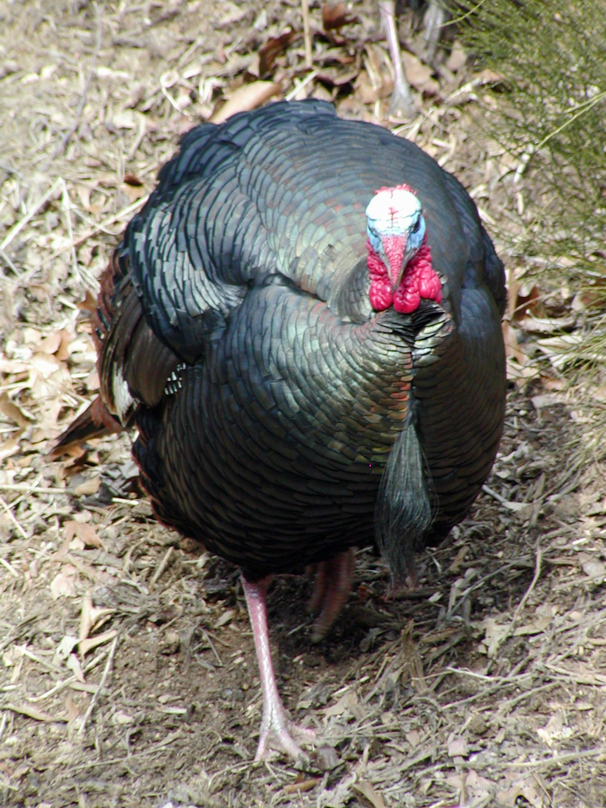 A Scratch Behind the Ears (and other nice things): Turkey Tales