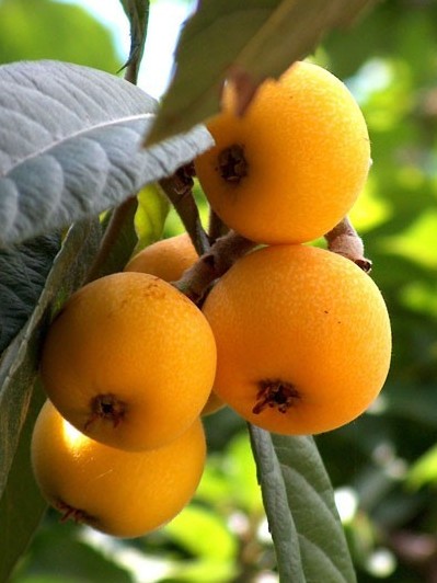 LA CUCHARA CURIOSA: LOS NÍSPEROS