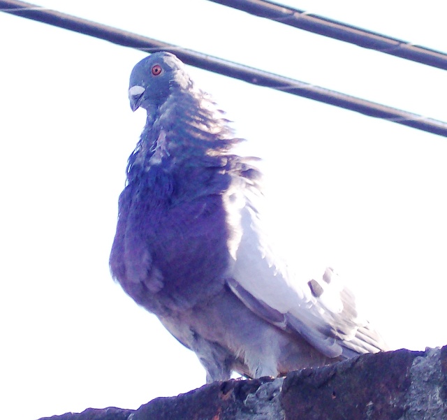 palomos de raza: PALOMOS DE CONQUISTA "CRIOLLO"