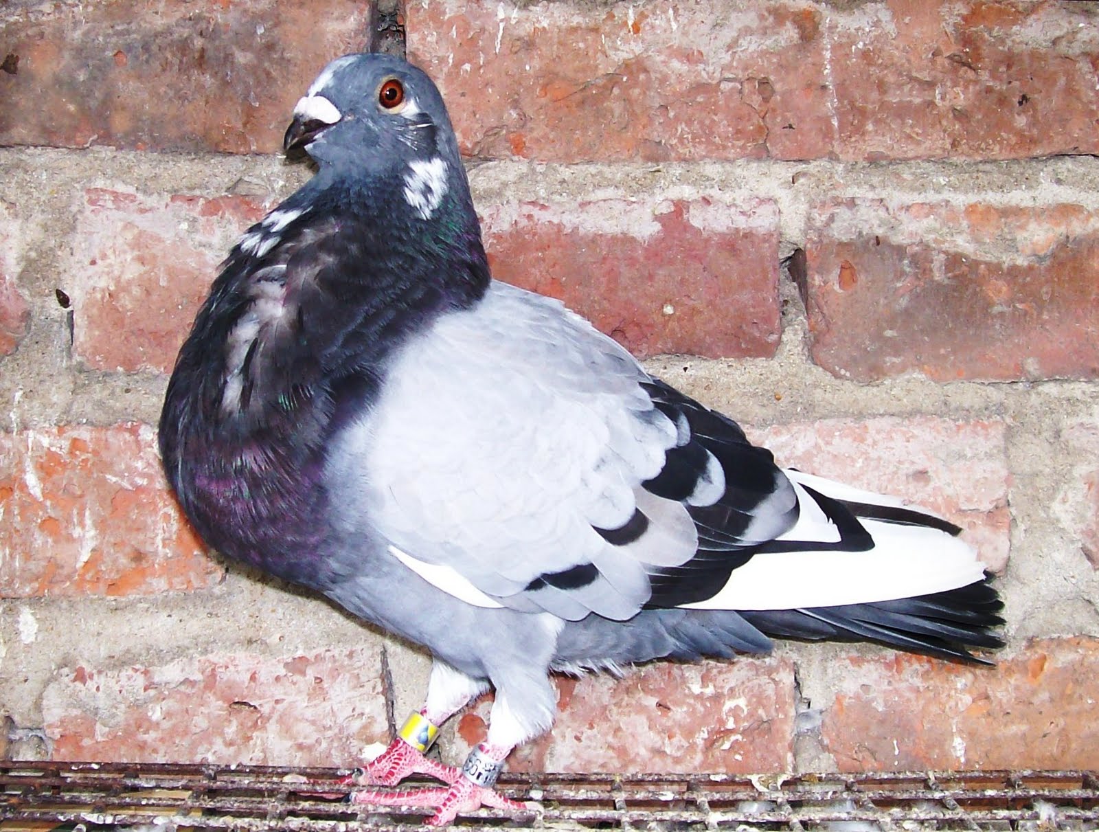 palomos de raza: PALOMOS DE CONQUISTA "CRIOLLO"