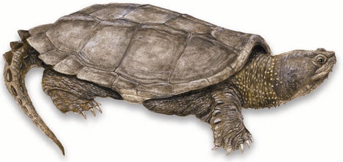 PETS: Types of Turtles