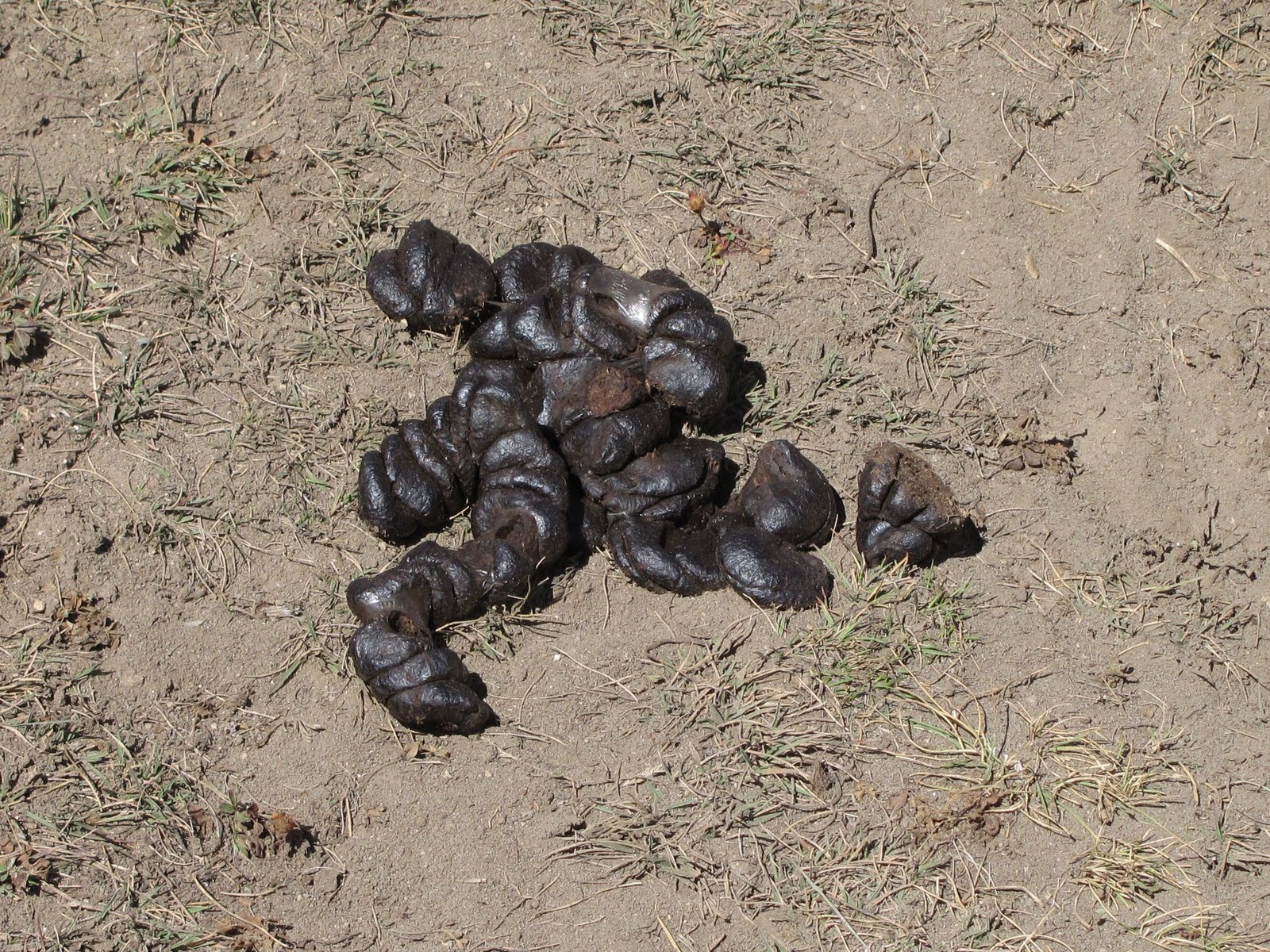 geno's blog: Trailside Attractions, Revelations and Other Funky Stuff