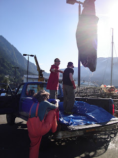 Little Andy's Adventures: Sleeper Shark Necropsy