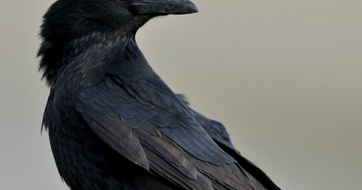 Steve Rogers birding: Corvids at Copperhouse