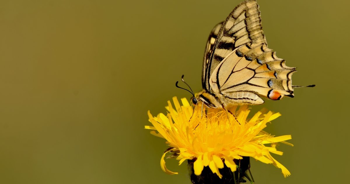 .: Alpine butterflies