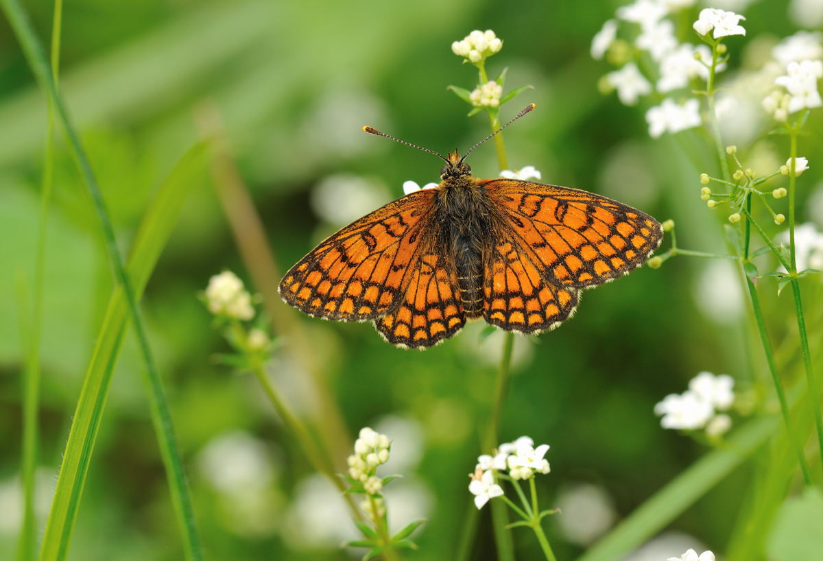Steve Rogers birding: French fritillary's steal the show