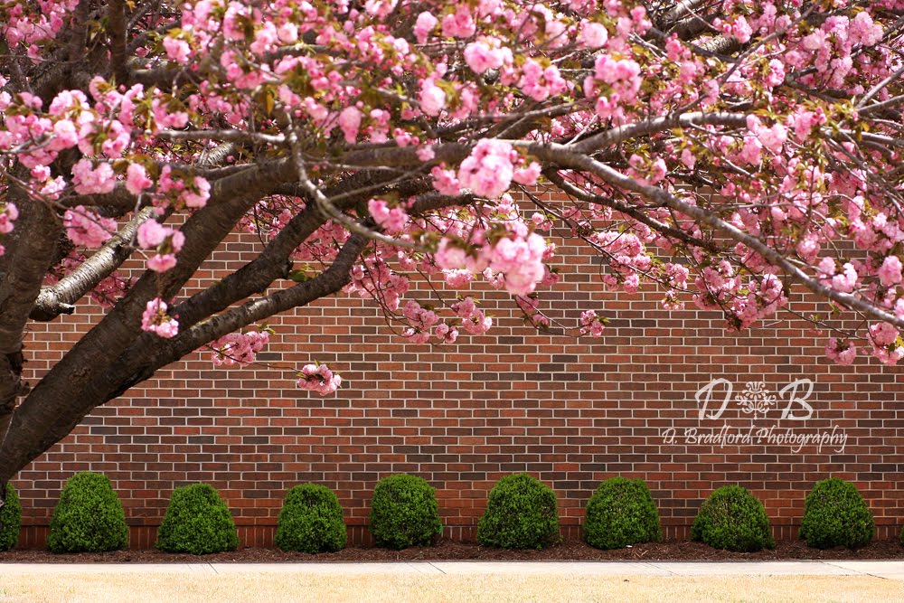 The Giraffe Head Tree: Kwanzan Cherry Trees - Macro Study