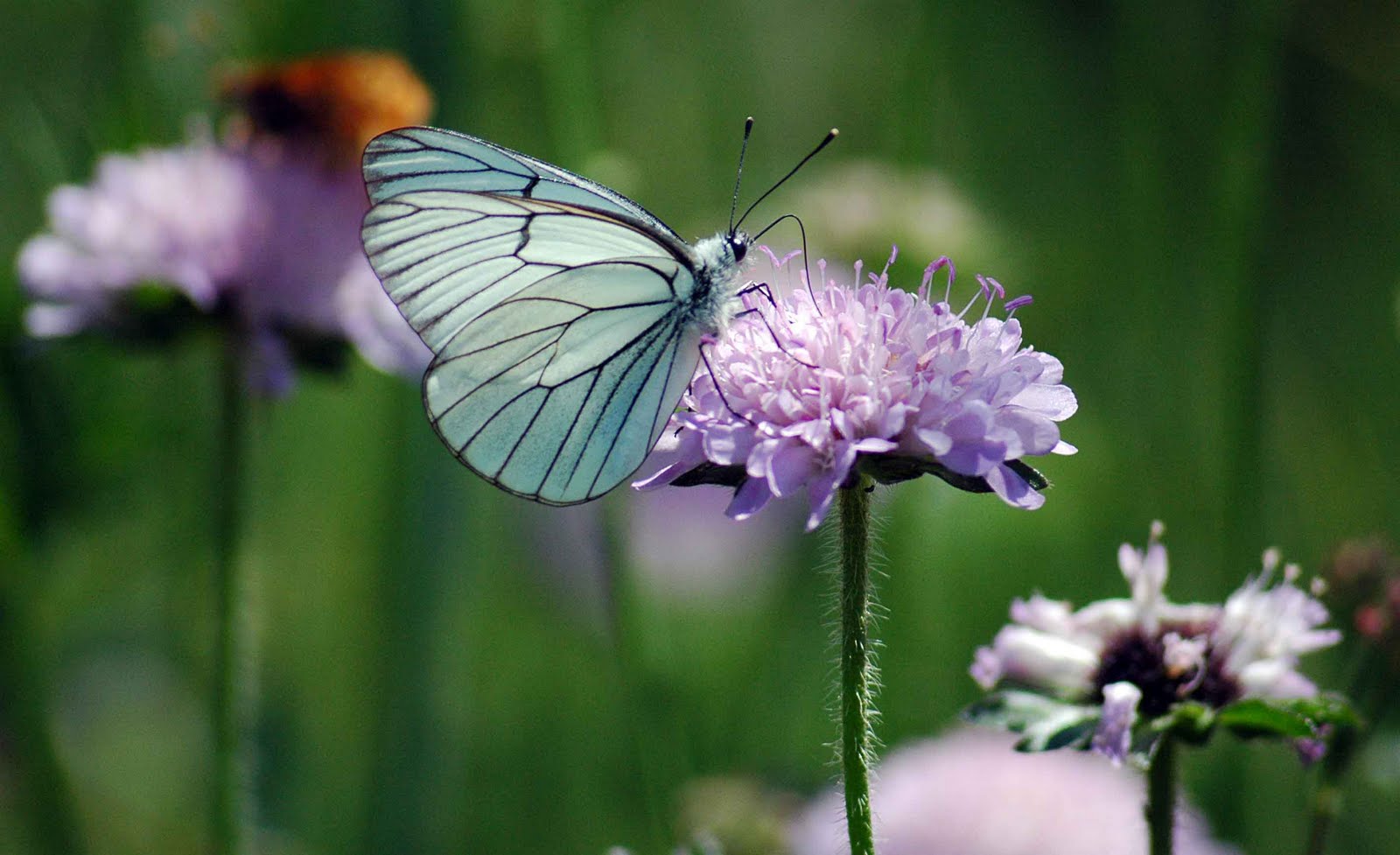 Papallones del Camp.: 2010