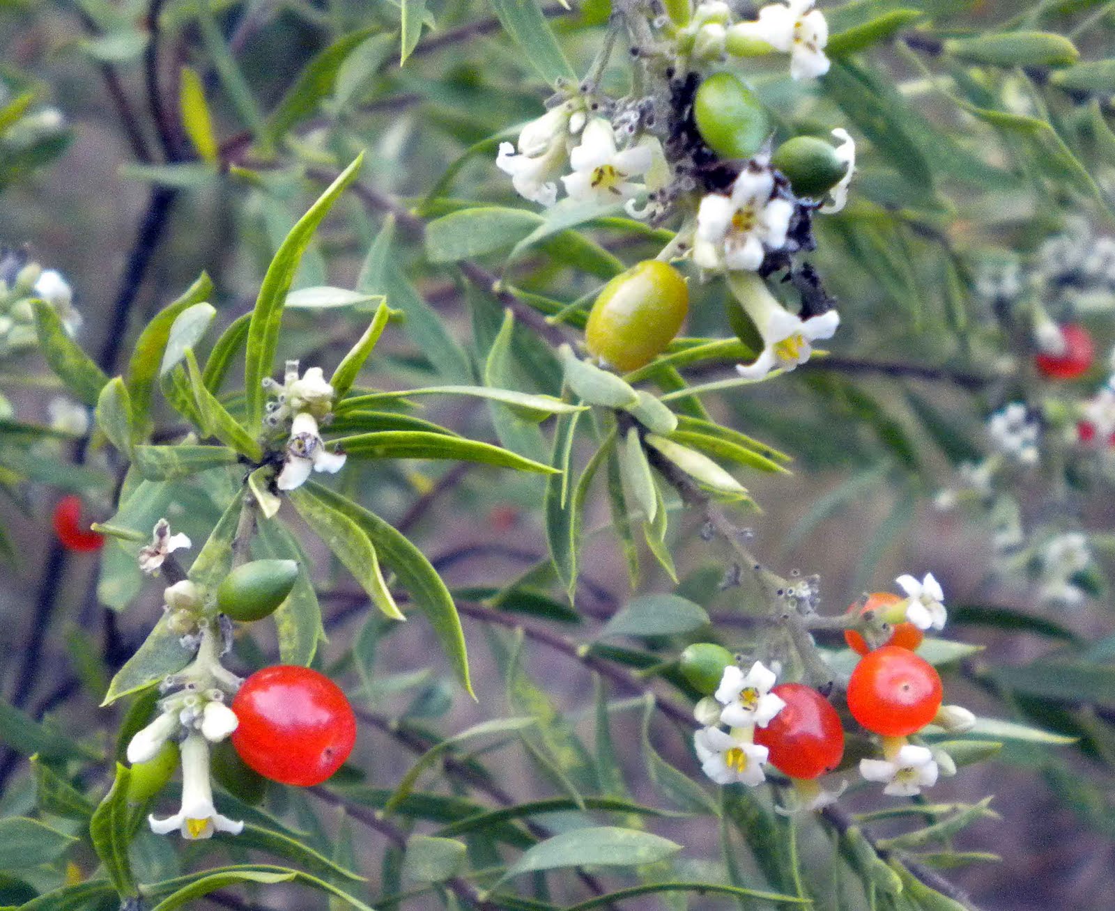 Blog del Màrius Domingo, Ca la Gallineta: 1/9/10 - 1/10/10