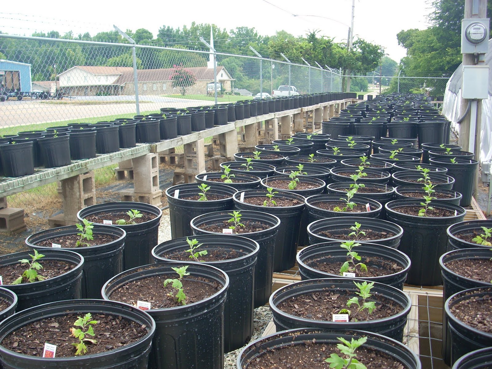 The Green Thumbs: Mums will be ready to sell soon
