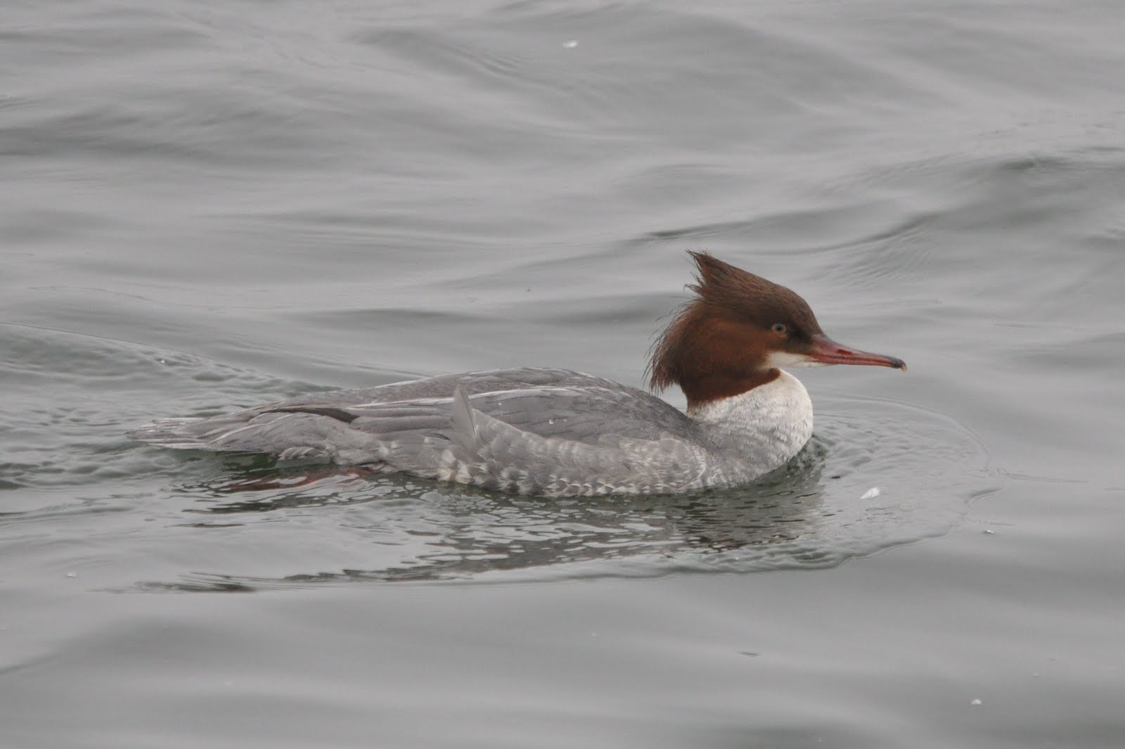 Matt Eade's Blog: 2010