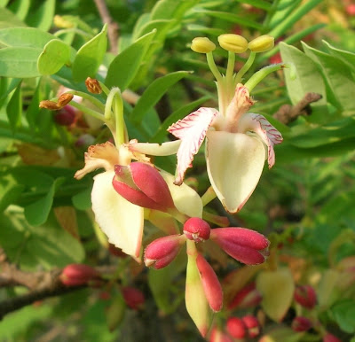 Life at Dharwad: Tamarind flower