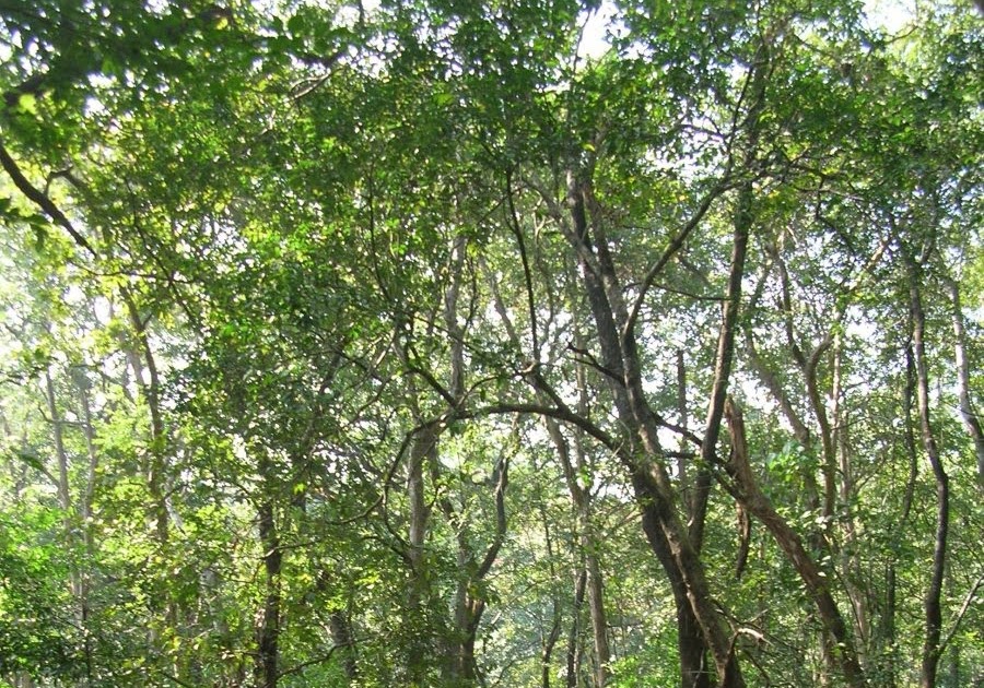 Journeys across Karnataka: Sirle Waterfall