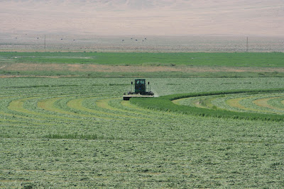 Beehive Academy: Swathing Hay