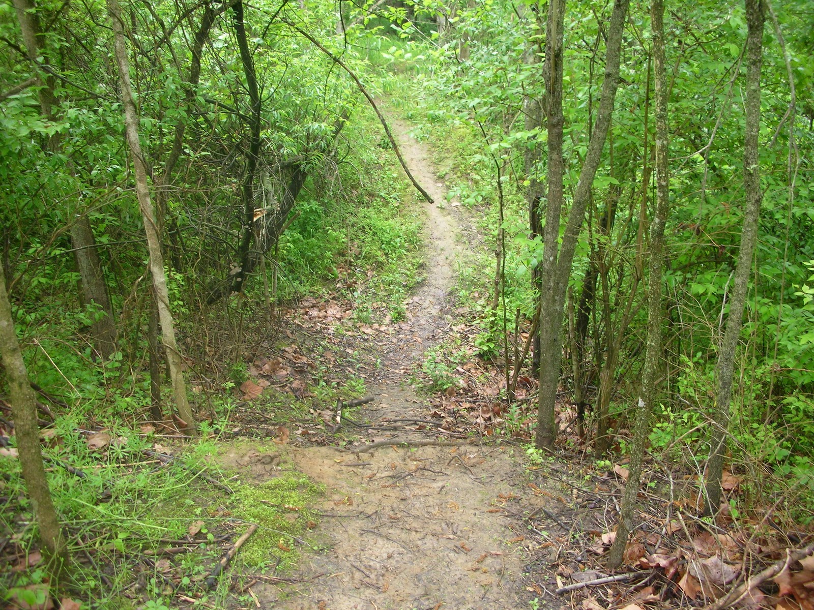 Luna Herb Co. » tenfold path