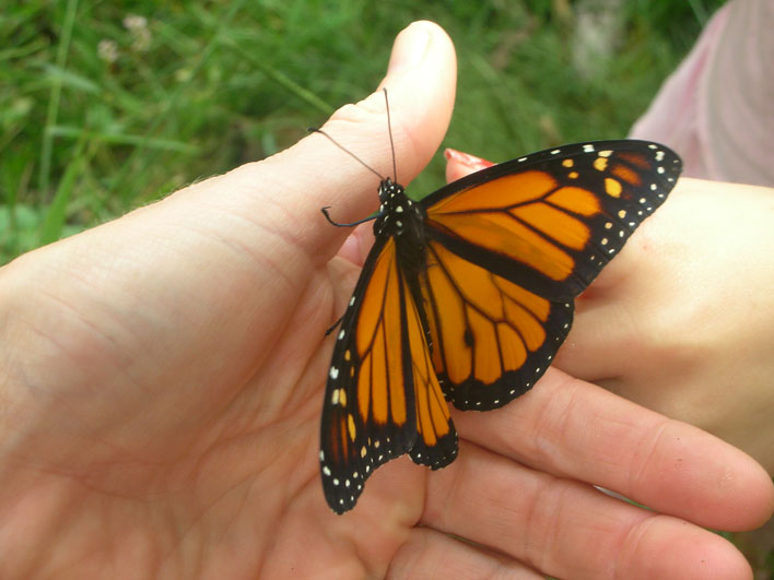 Luna Herb Co. » tenfold path