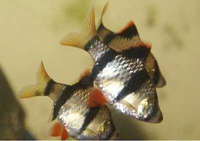 Discus: Sumatran Tiger fish