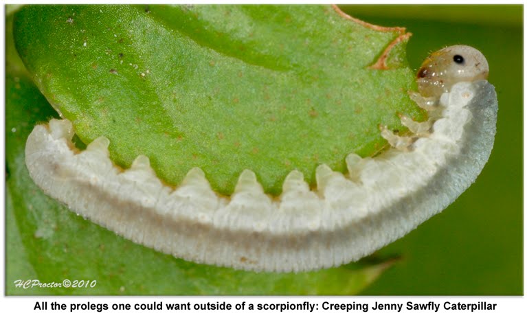 The Home Bug Garden: Sawfly Sunday: On the Importance of Prolegs