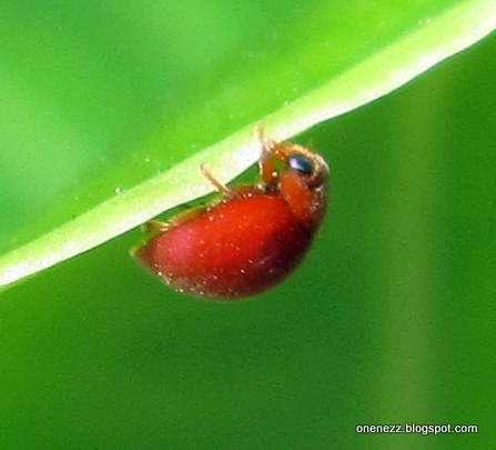 Tropical Nature Photos: Childhood Photos of Ladybugs