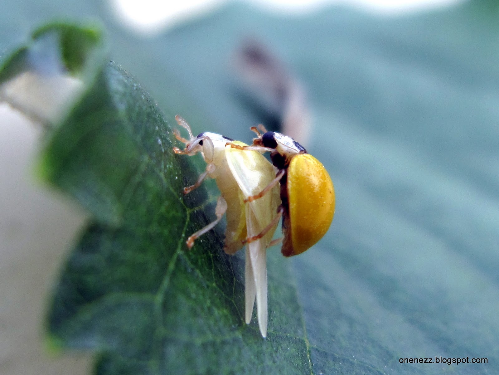 Tropical Nature Photos: Childhood Photos of Ladybugs