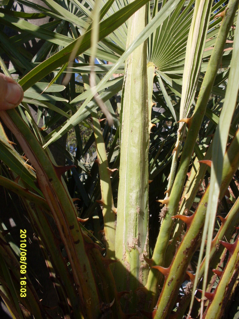 Palmeras en la Ciudad de Resistencia: Copernicia alba (English)