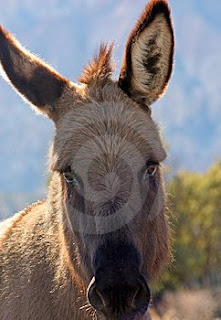 Sospechosa Habitual: Burro grande que ande y que ande