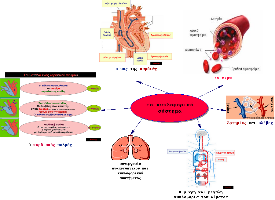 δασκάλαβμ (ιστολόγια για Γ΄ ,Δ΄,Ε΄,Στ΄τάξη): Το κυκλοφορικό σύστημα