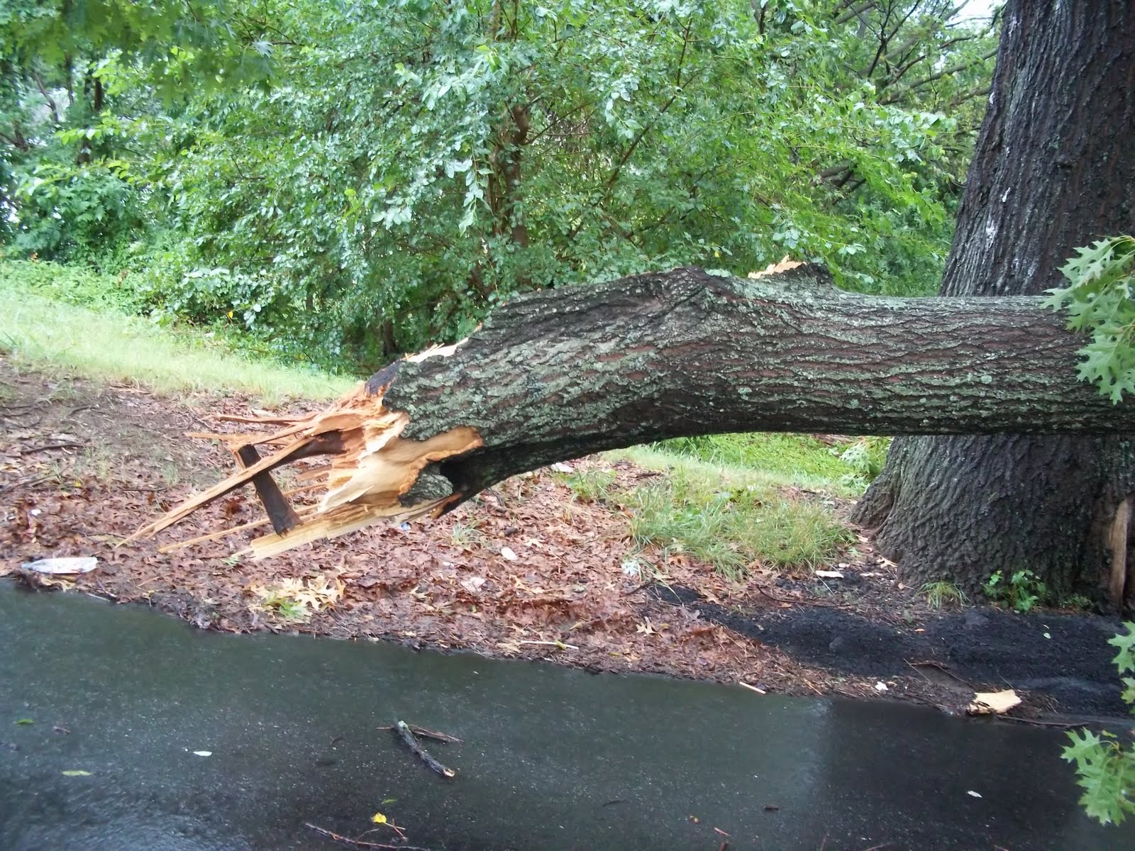 Blurred Vision: Fallen Tree