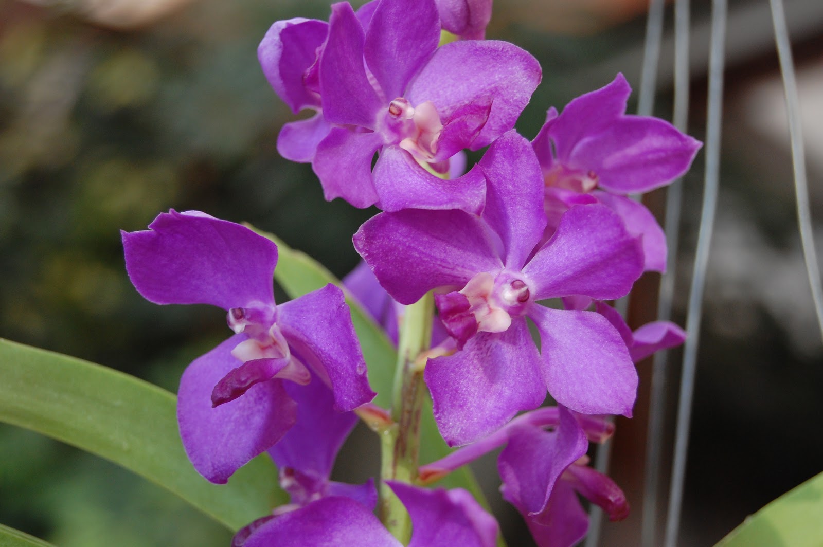 Paradis des fleurs: Album N°24 Vanda