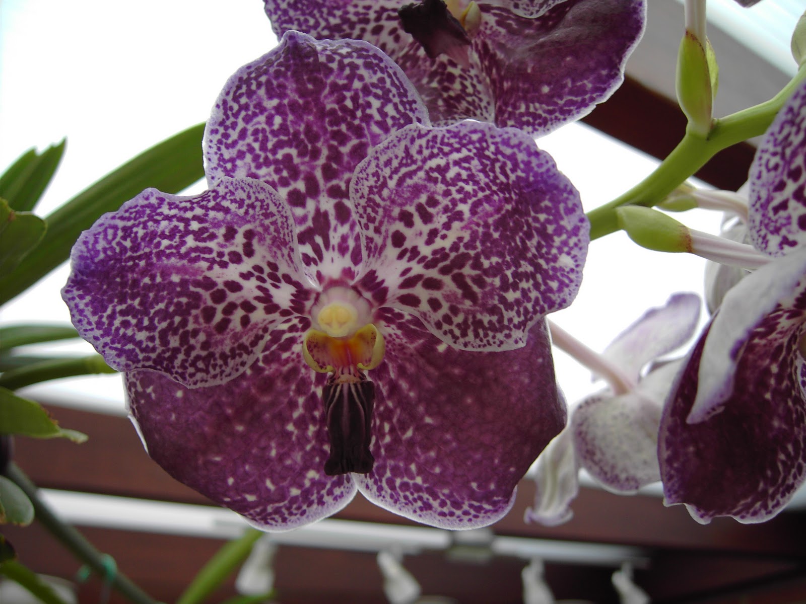 Paradis des fleurs: Album N°24 Vanda