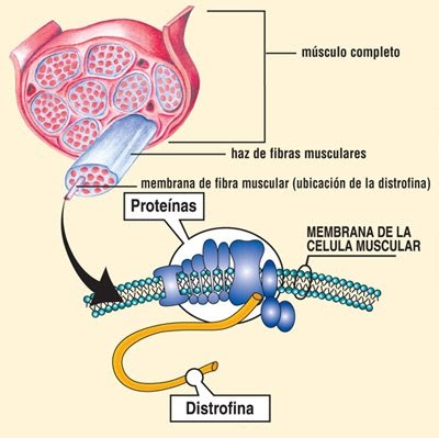 Distrofia muscular de Duchenne: La distrofina.