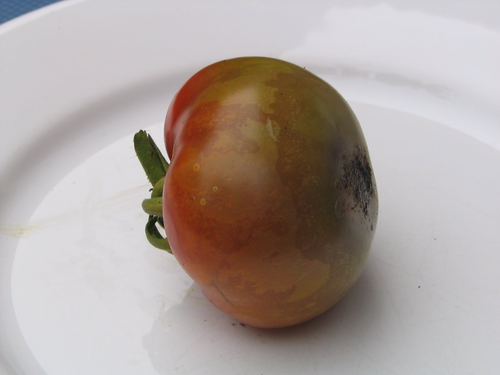 Mark's Veg Plot: Tomato problems