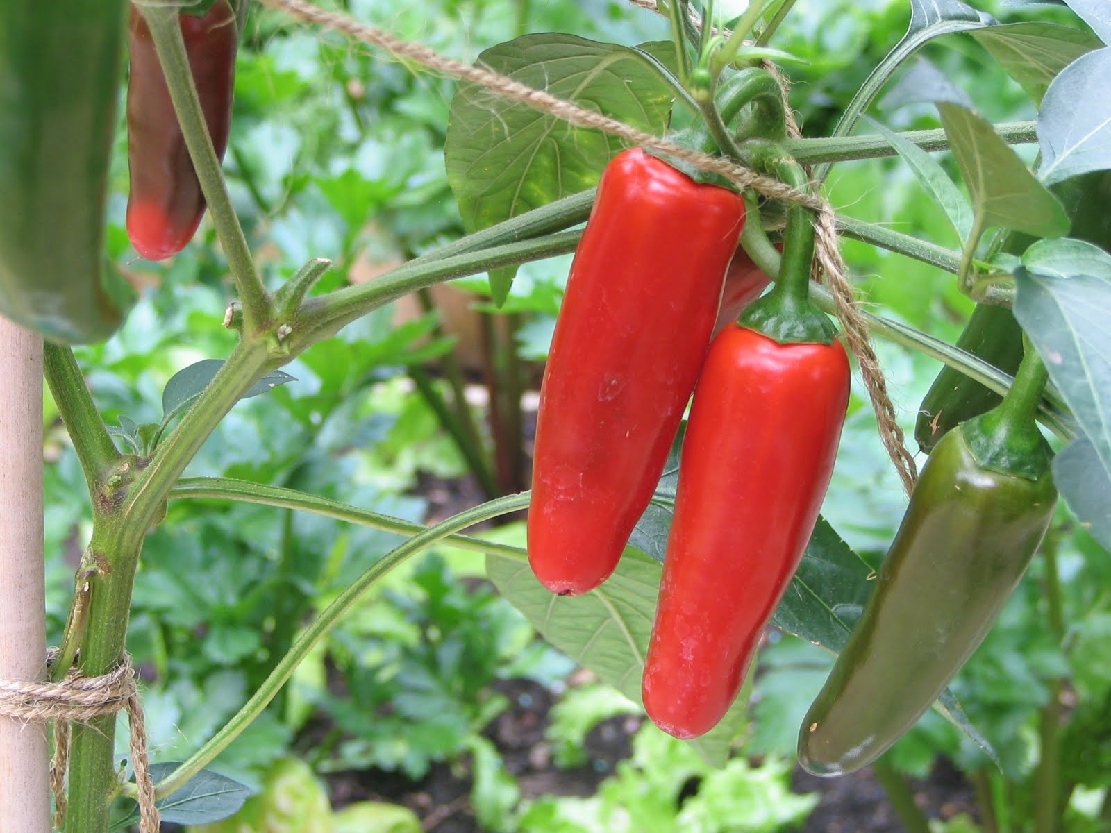 Mark's Veg Plot: Chillis