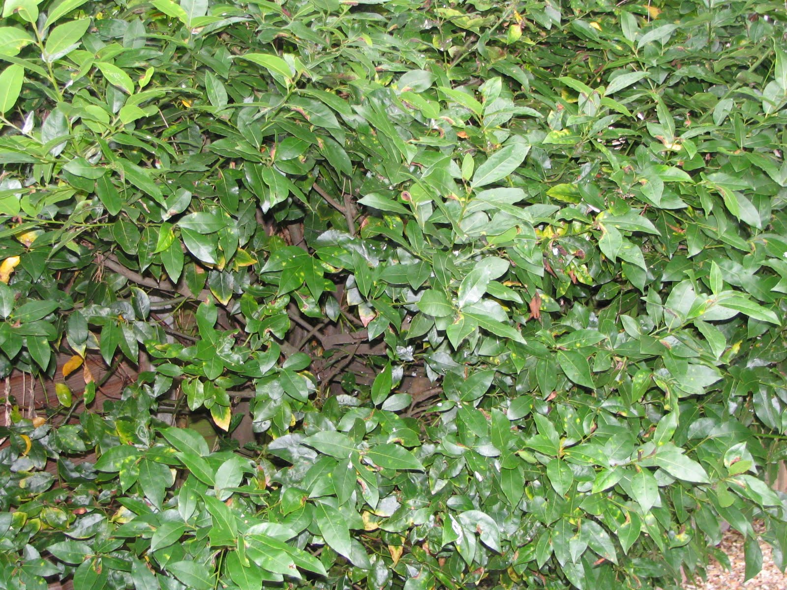 Mark's Veg Plot: Baywatch