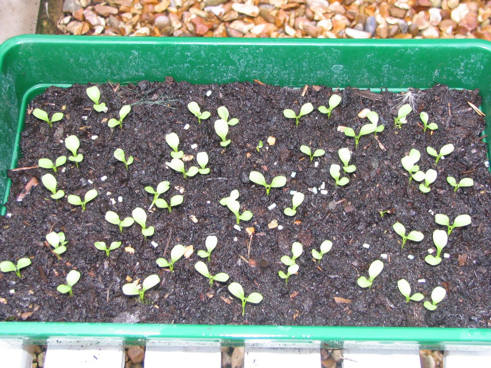 Mark's Veg Plot: Blanching Endives