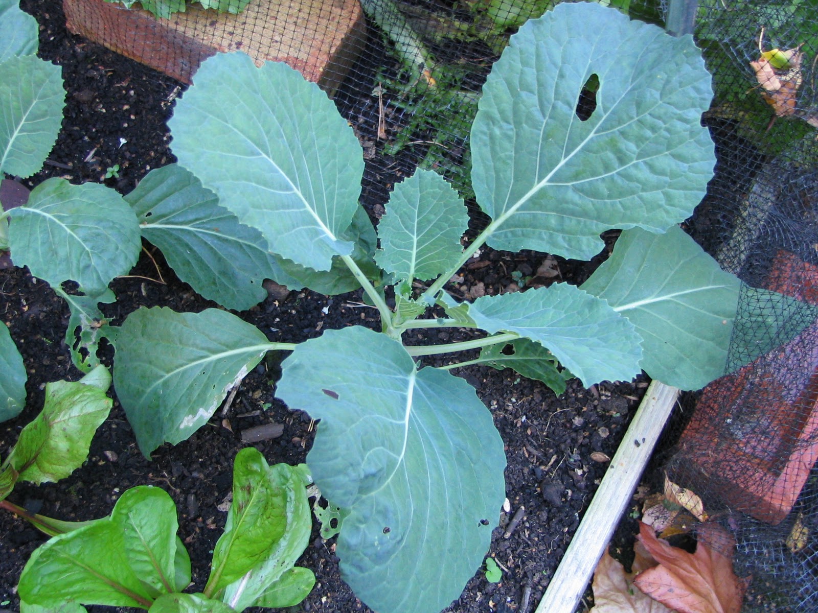 Mark's Veg Plot: Cabbages and Chicory