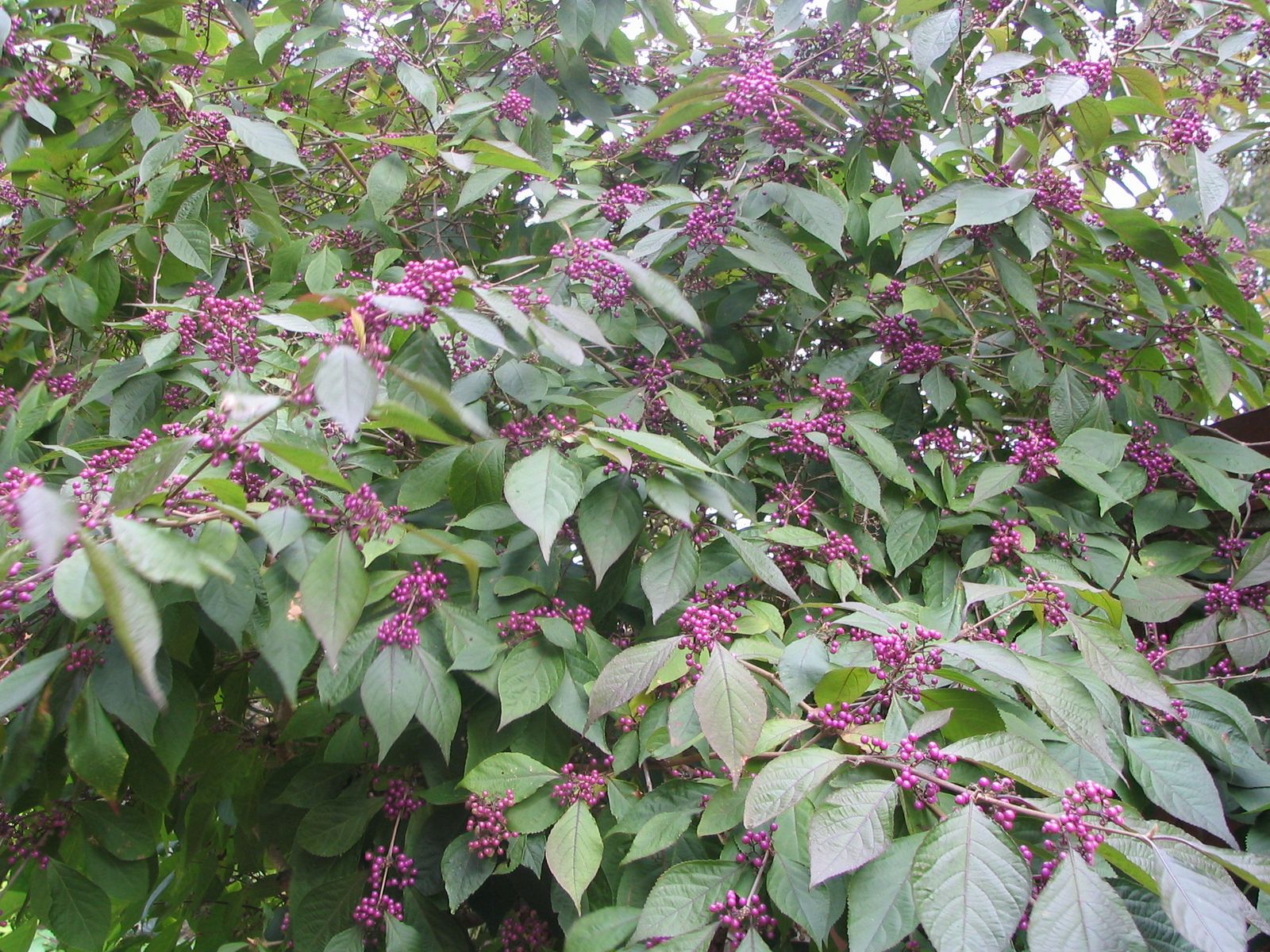 Mark's Veg Plot: Callicarpa