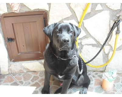 Cane Corso cerca casa...: Mix Cane Corso e Labrador, Palermo