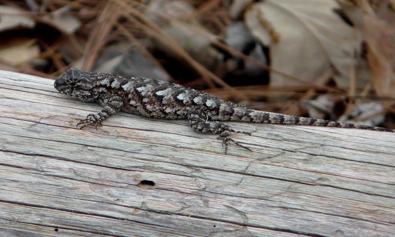 Ben and Joy: More Florida/Alabama Lizards