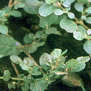 Alusiman | Mga Halamang Gamot ng Pinoy