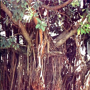 Balete | Mga Halamang Gamot ng Pinoy